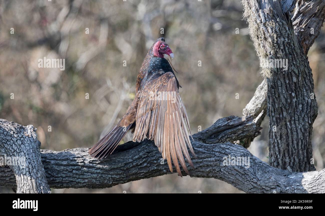 We love vulture hi-res stock photography and images - Alamy