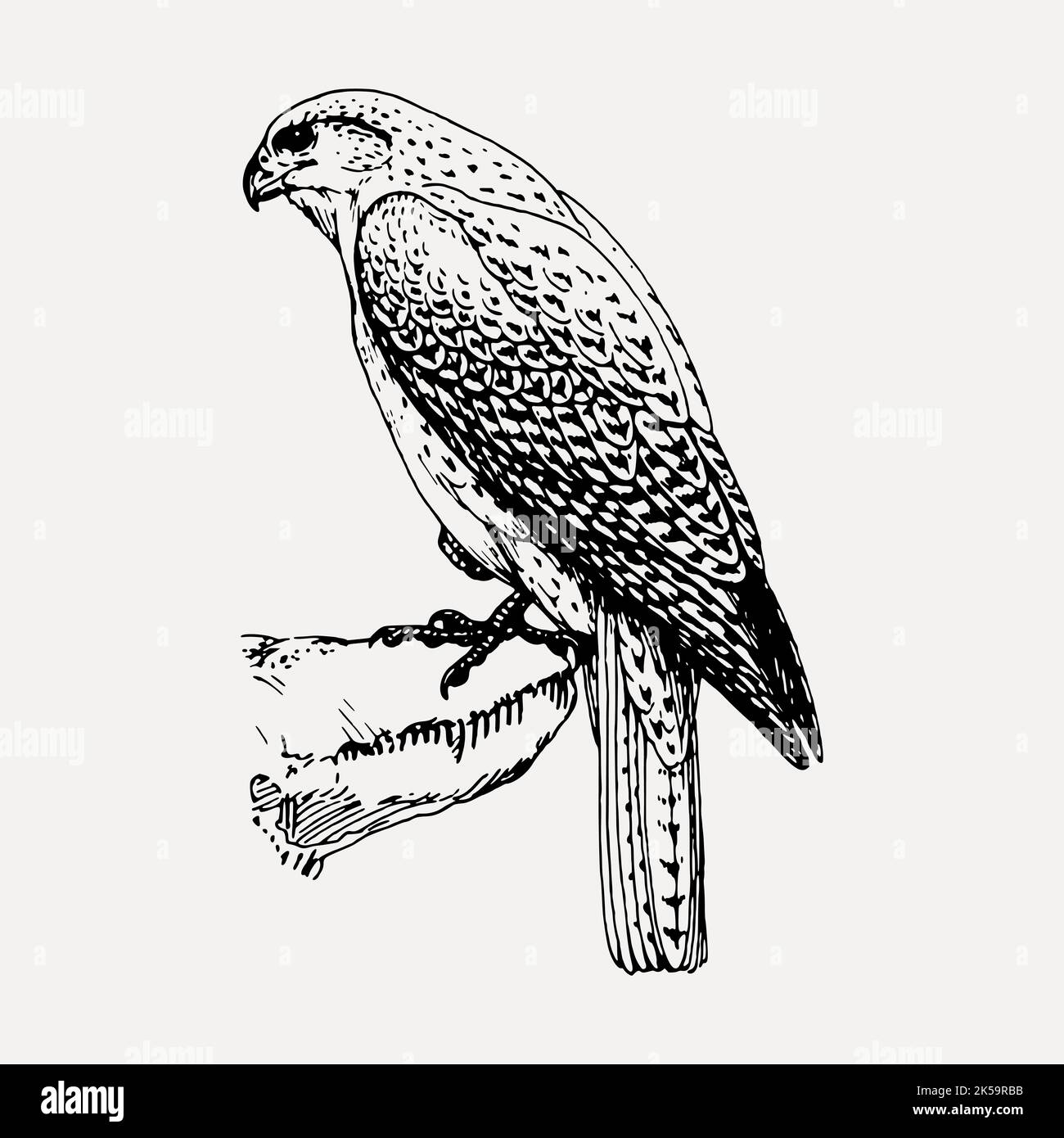 Falcon bird clipart, vintage hand drawn vector Stock Vector Image & Art ...