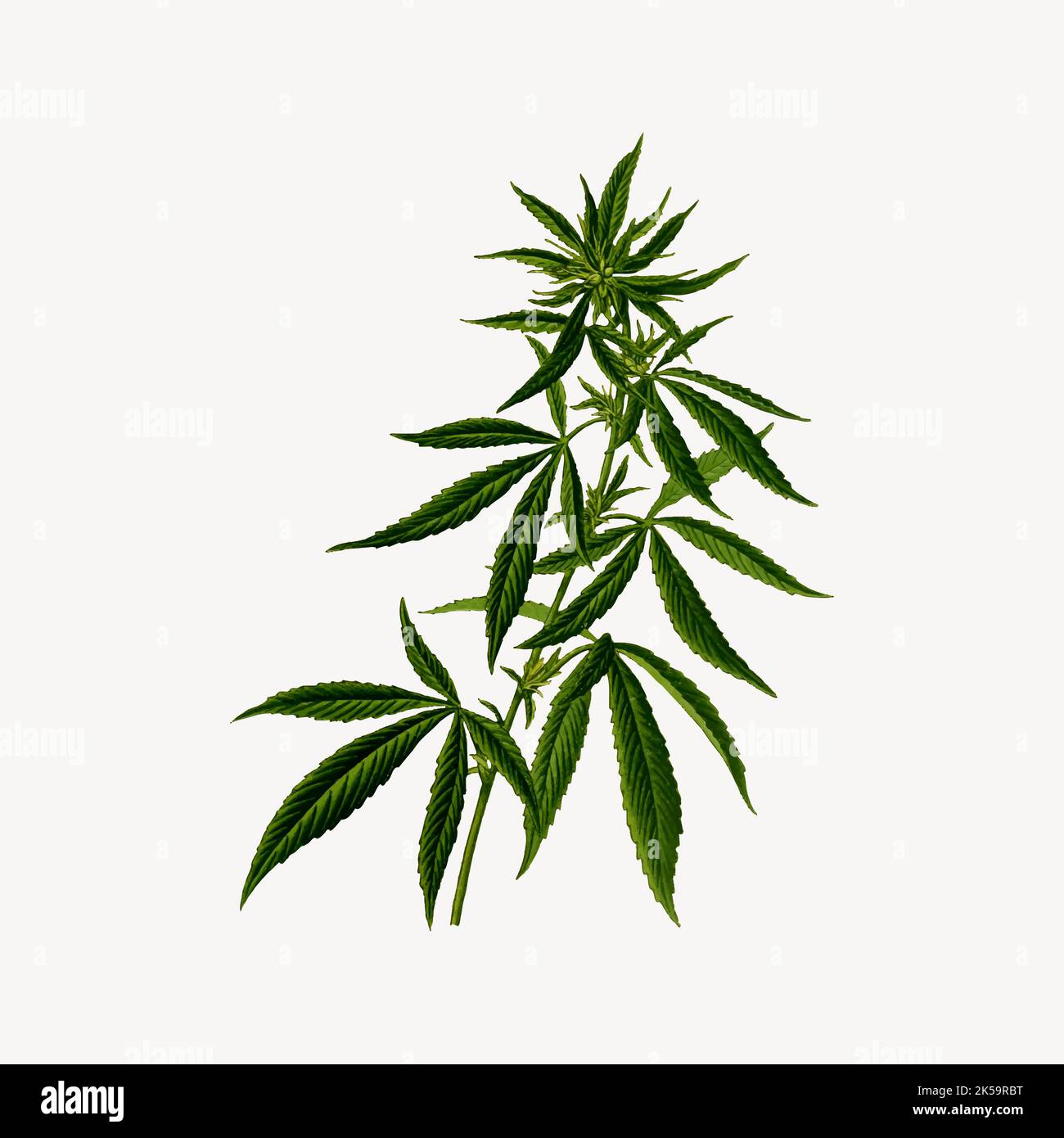 Cannabis collage element vector Stock Vector Image & Art - Alamy