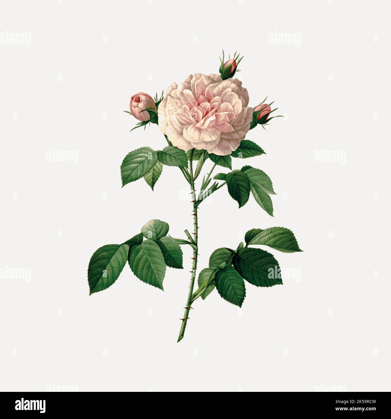 Cabbage rose clipart, drawing illustration vector Stock Vector Image ...