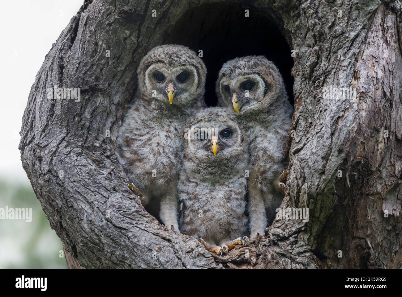 Siblings ear hi-res stock photography and images - Alamy