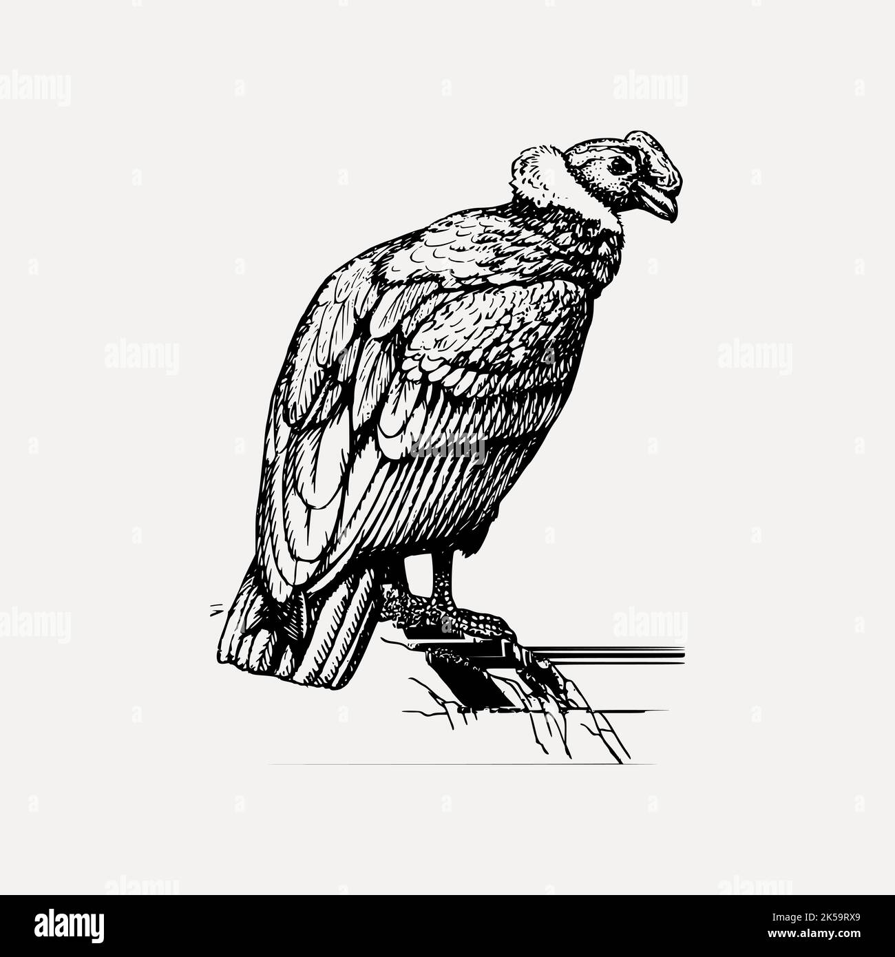 Condor bird clipart, drawing illustration vector Stock Vector Image ...