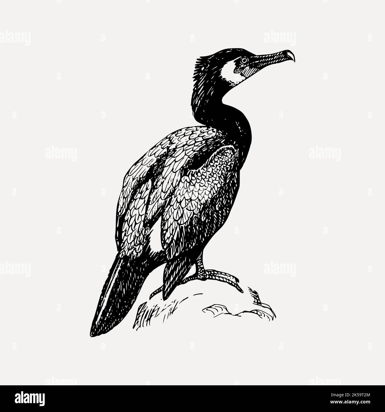 Cormorant drawing hi-res stock photography and images - Alamy