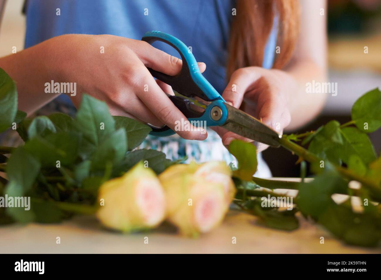Skilled hands at work. a florists hands trimming leaves off of rose ...