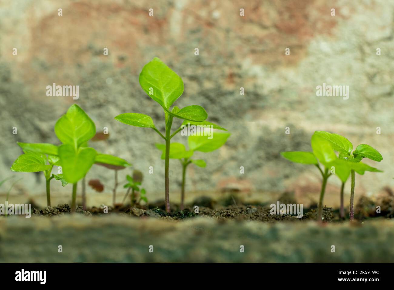 Bombay Morich or Naga chili, also known as Naga Morich is a chili ...
