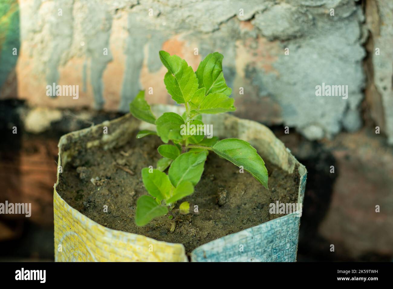 Basil is an herb. The parts of the plant that grow above the ground are ...