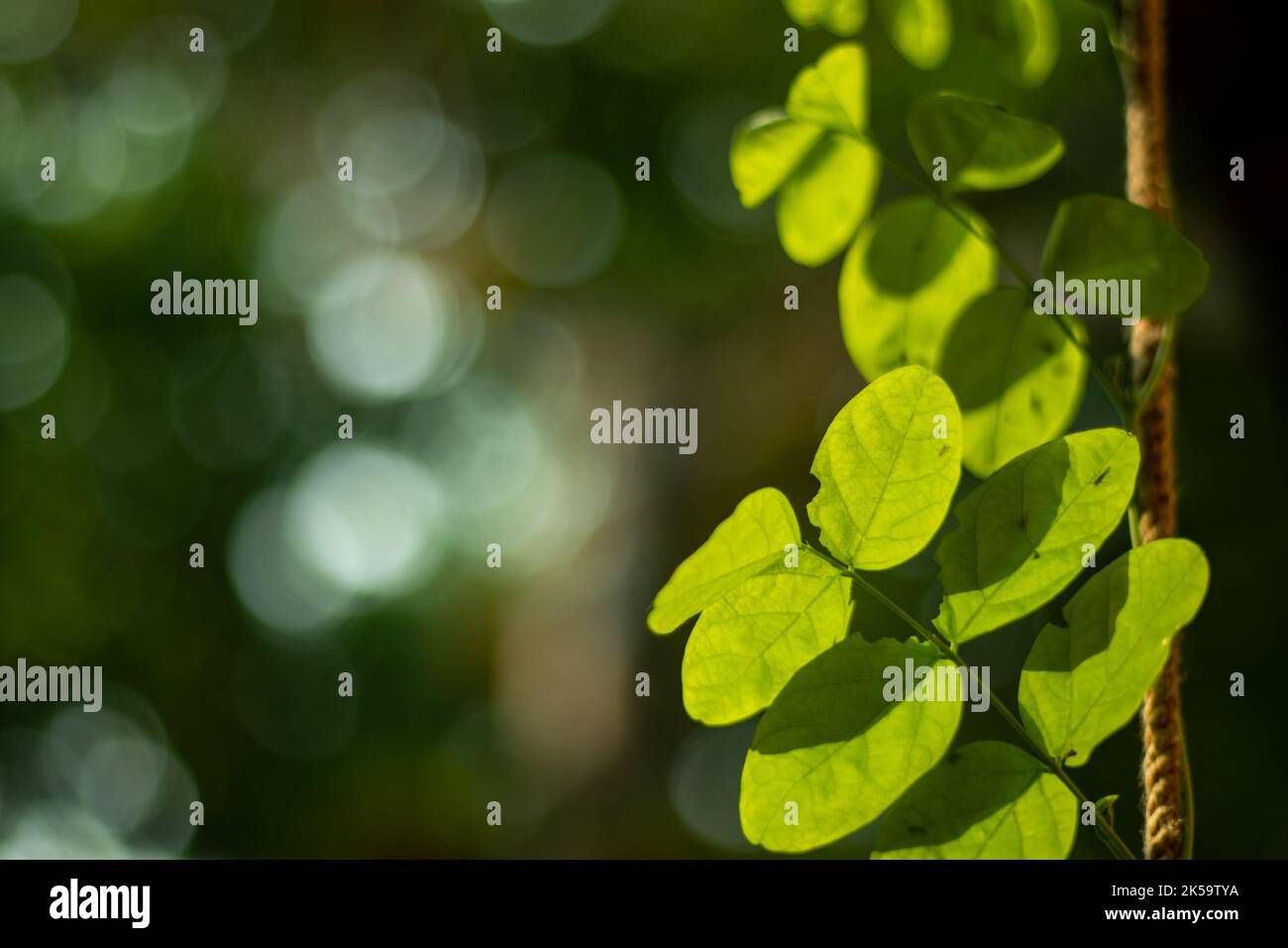 Criteria ternate green leaf, commonly known as Asian pigeonwings ...