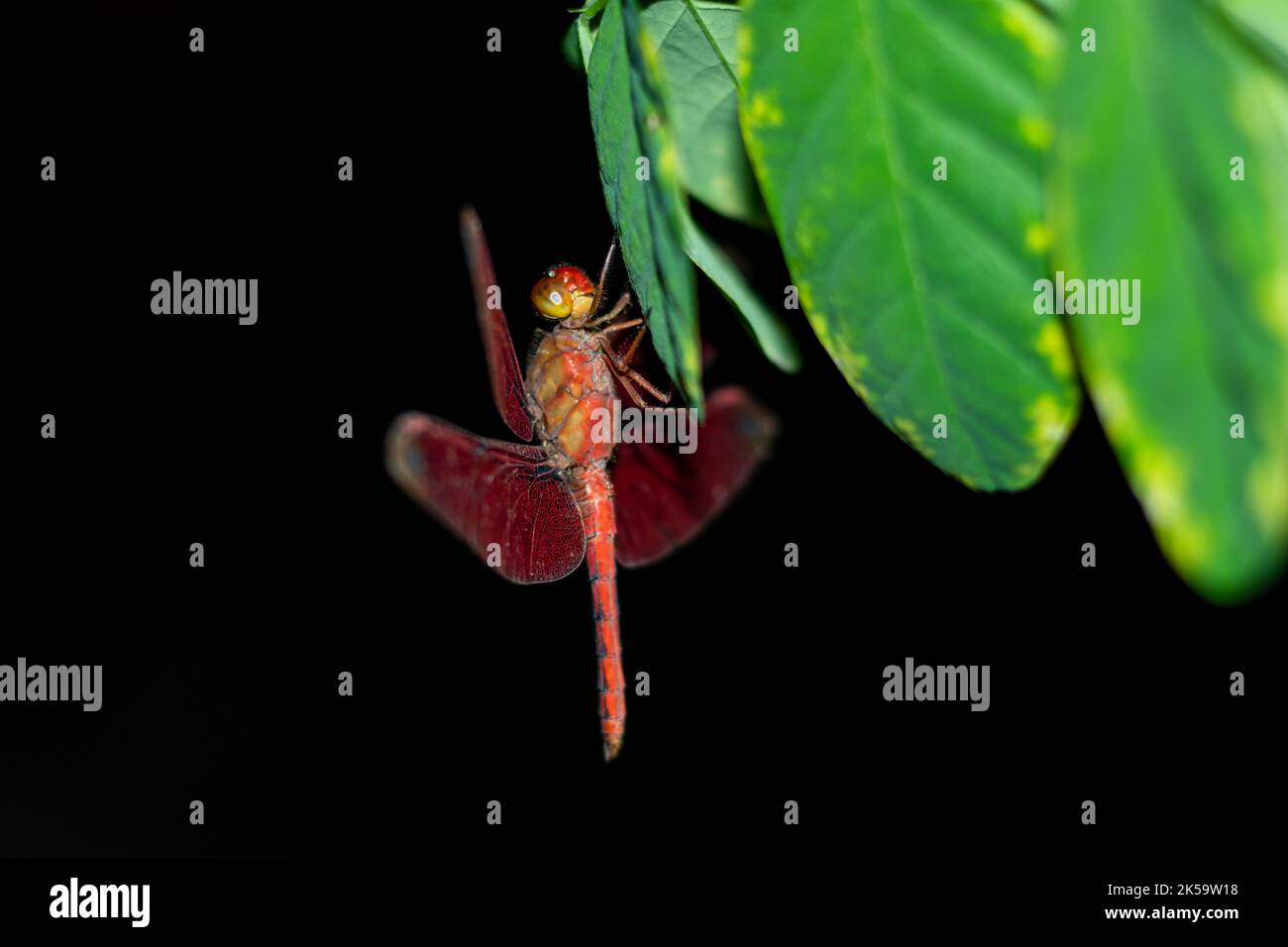 Expert fliers hi-res stock photography and images - Alamy