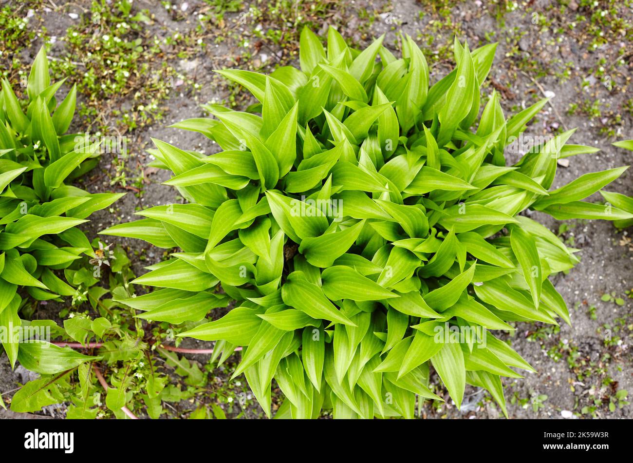 Beautiful Hosta leaves background. Hosta - an ornamental plant for ...
