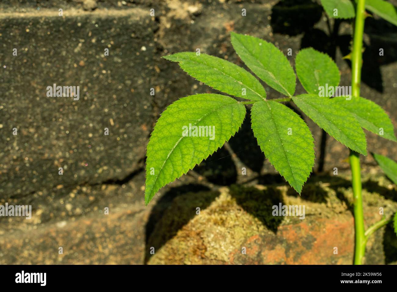 Rose leaf is an imparipinnate compound leaf. Gorgeous rose leaf stem ...