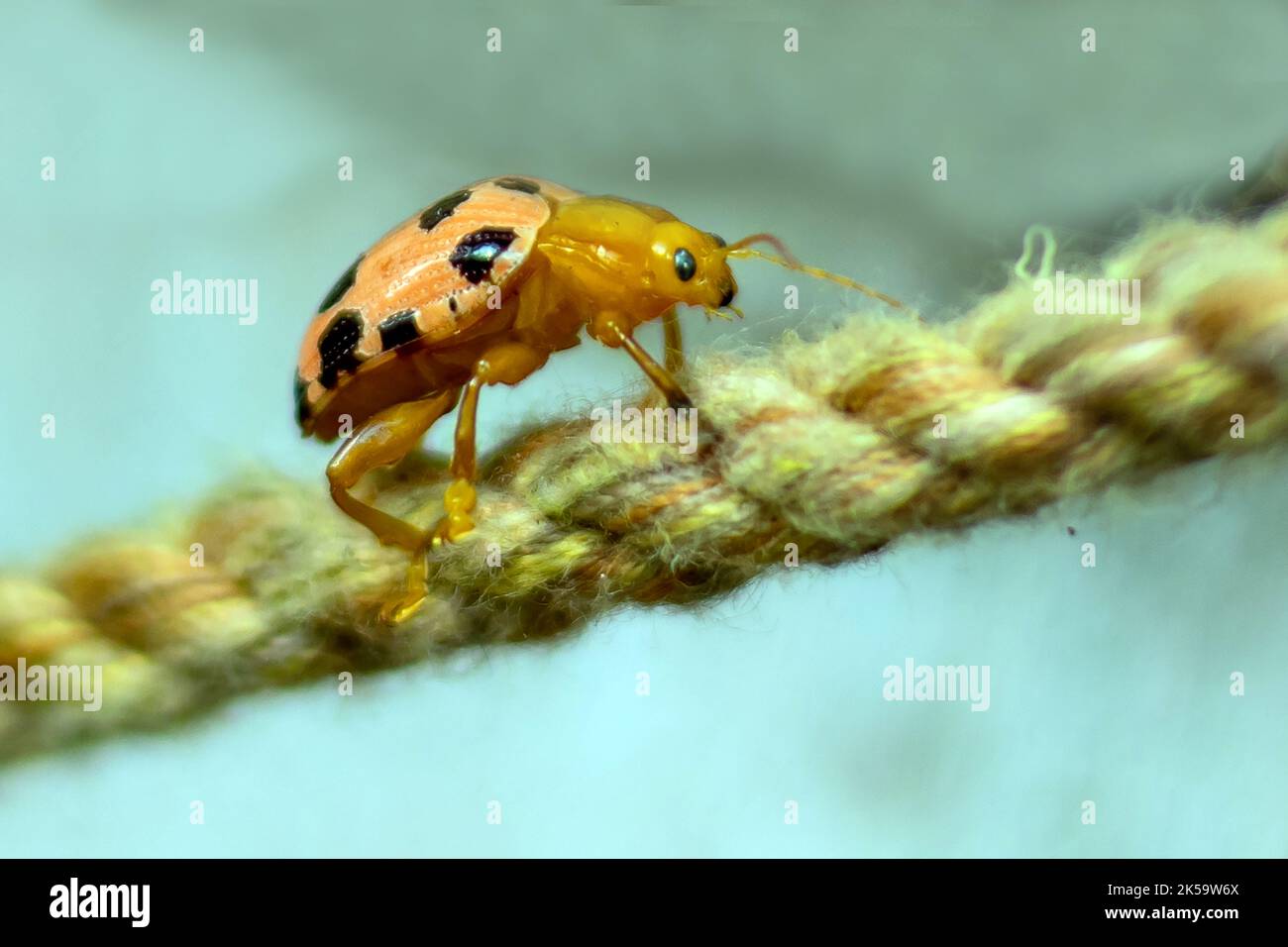 The Lady beetle is a beneficial insect in a garden. Apart from the ...