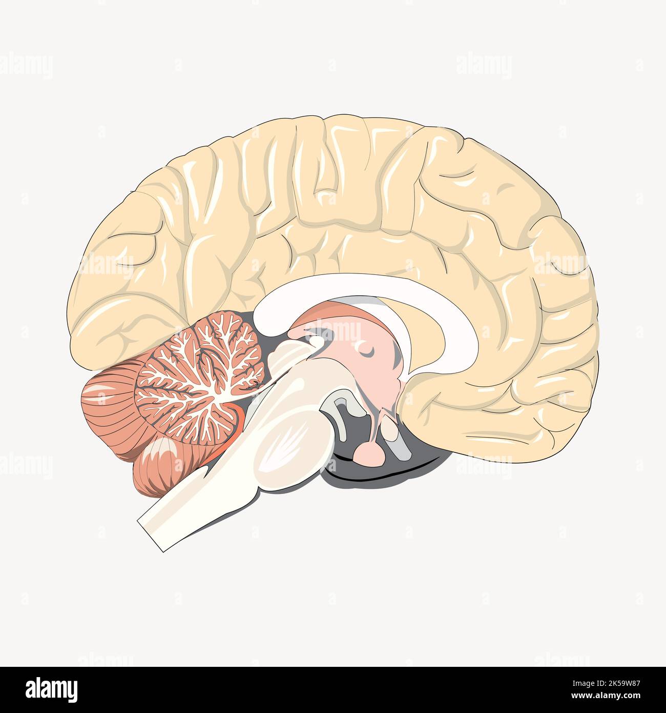 Brain clipart, illustration vector Stock Vector Image & Art - Alamy
