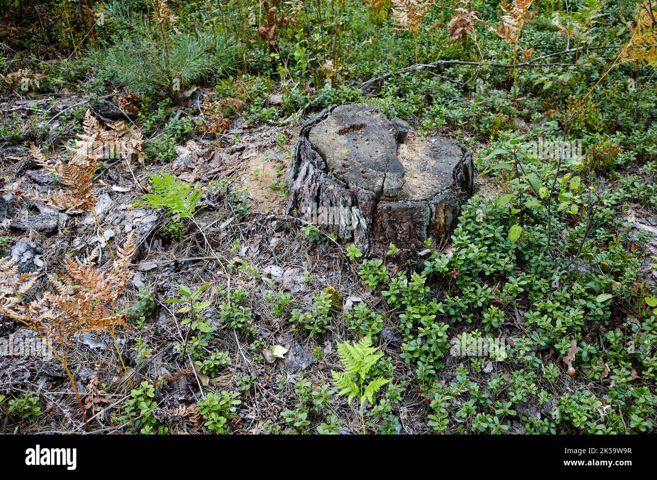 Tree stump in a bright forest. Tree stump after deforestation Stock ...