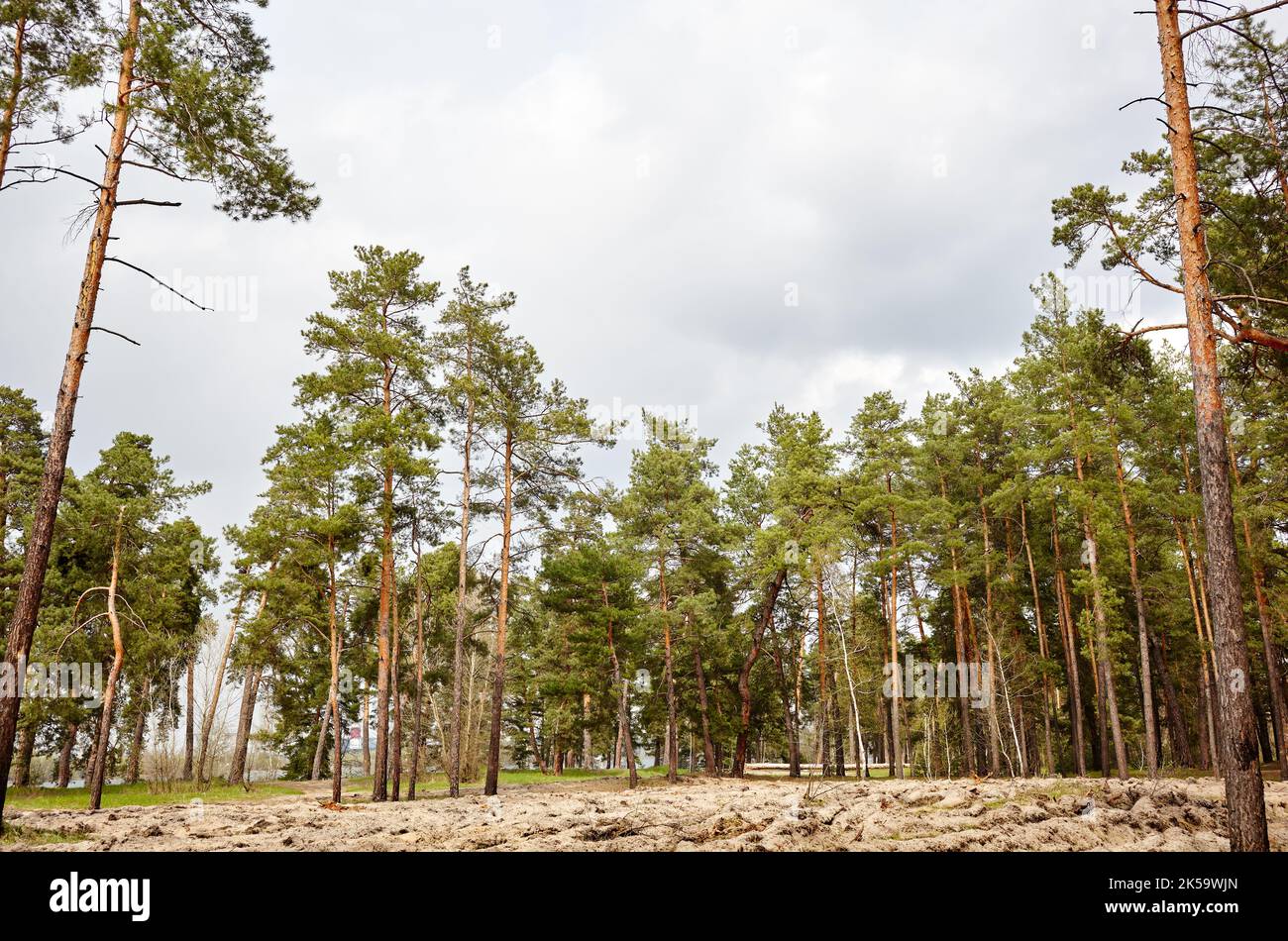 Pine tree forest. Beautiful summer forest on a summers day Stock Photo ...