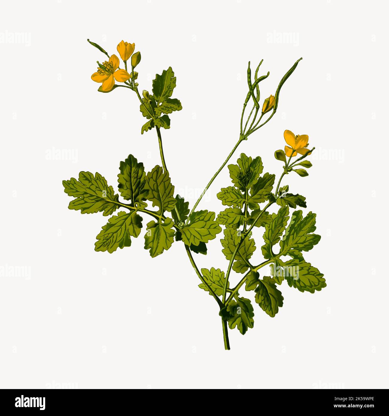 Flower clipart, botanical illustration vector Stock Vector Image & Art ...