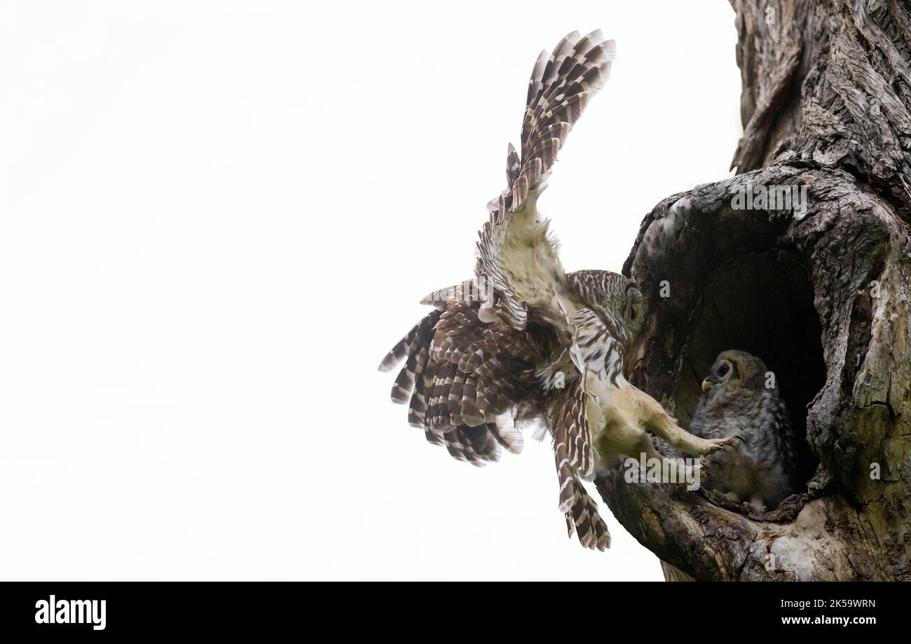 Big mama the owl hi-res stock photography and images - Alamy