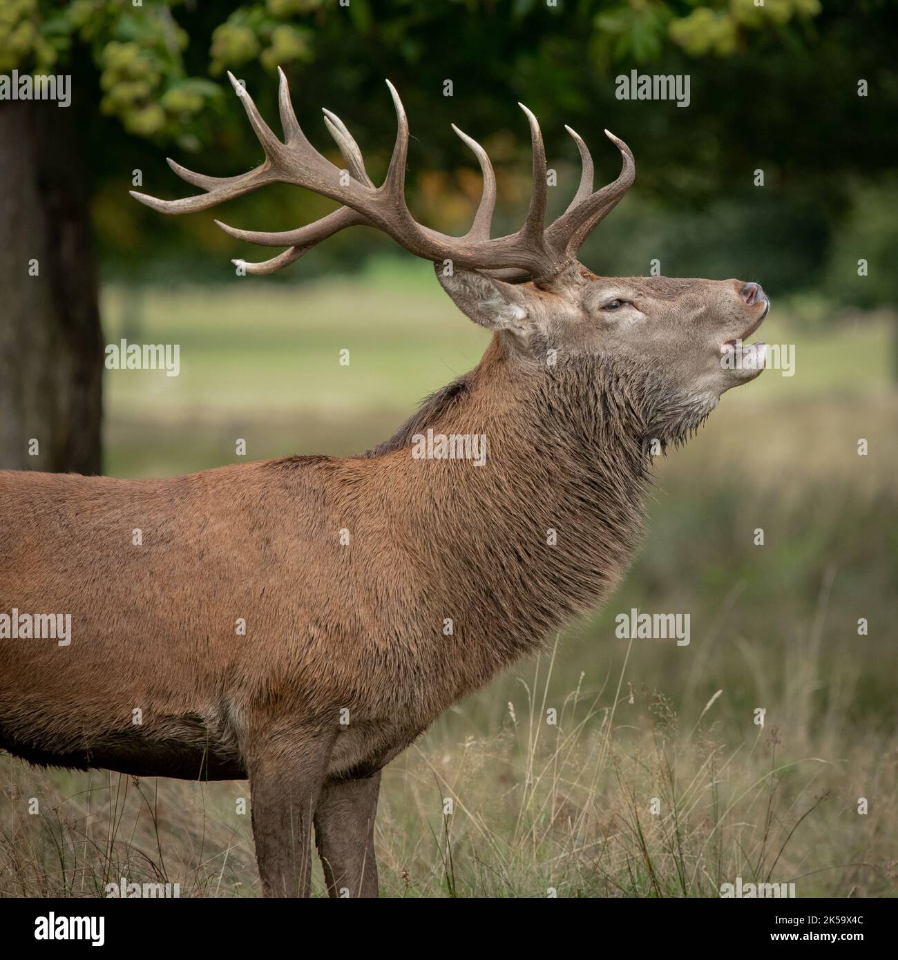 Close up portrait of a red deer stag bellowing. It shows the front half ...