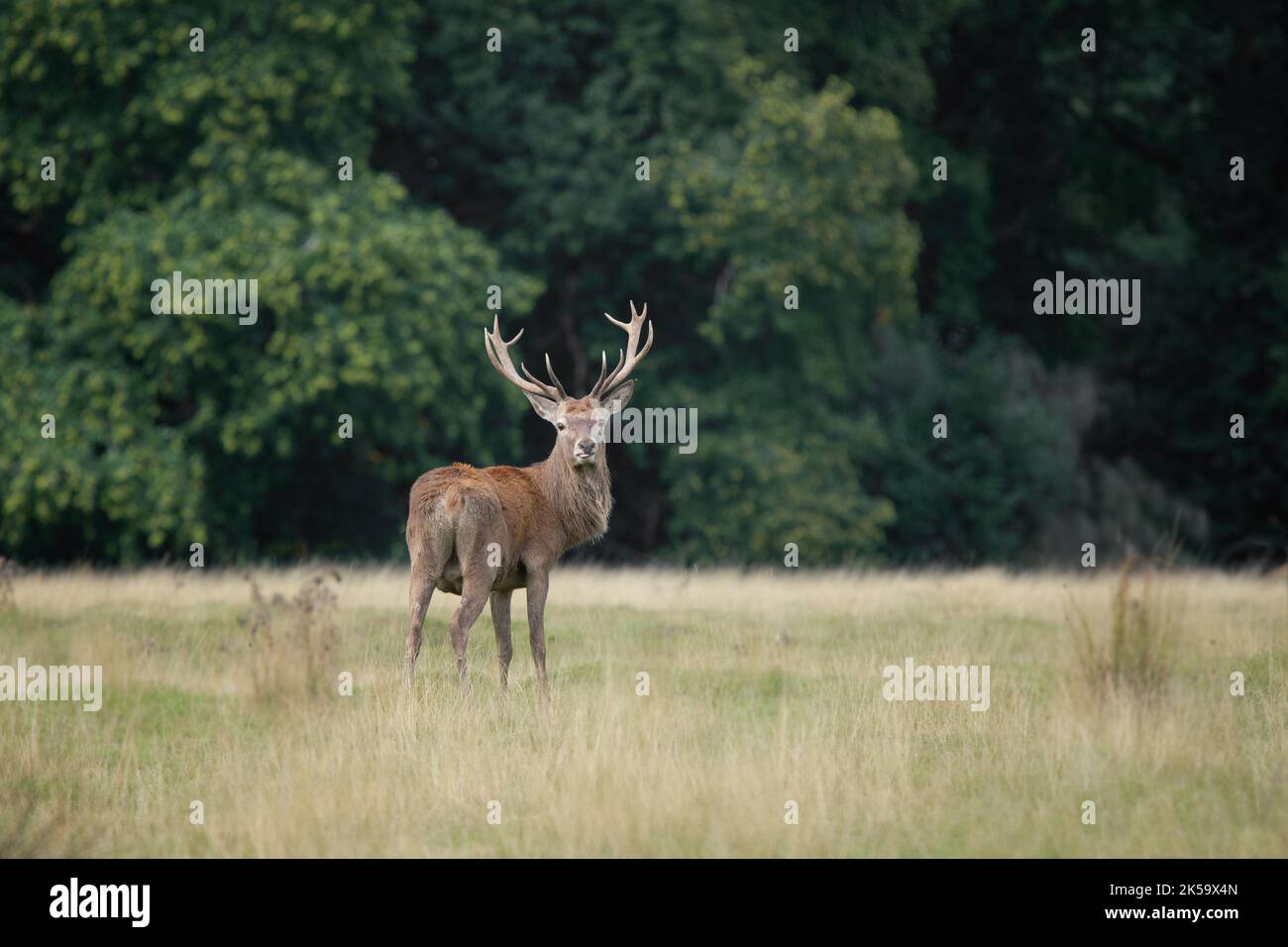 a portrait of a red deer stag as it walks away and looks over his ...