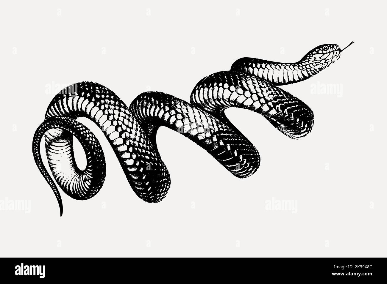 Coiled snake clipart, vintage hand drawn vector Stock Vector Image ...