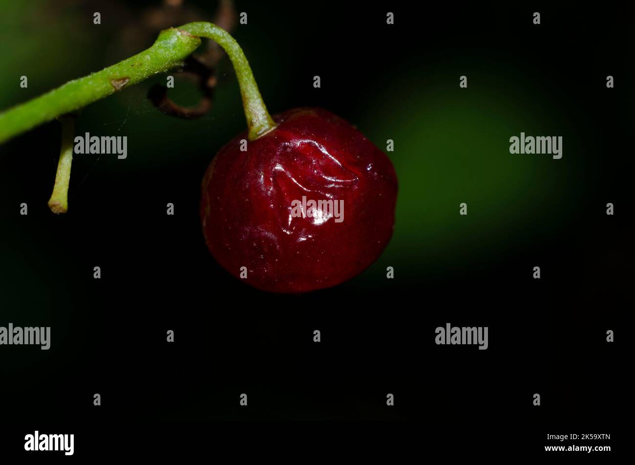 Old berry farm hi-res stock photography and images - Alamy