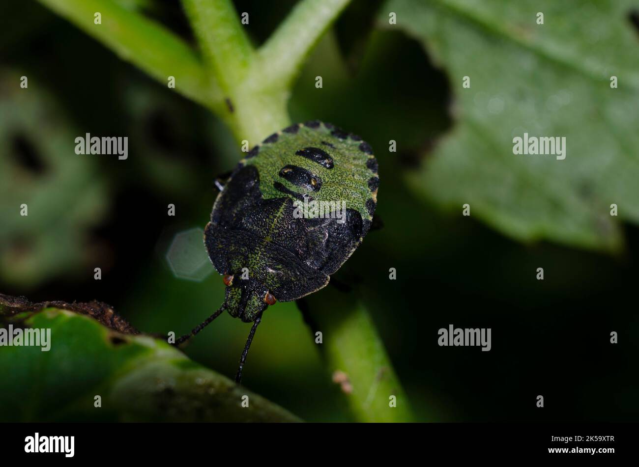 Green shield bug young Stock Photo - Alamy