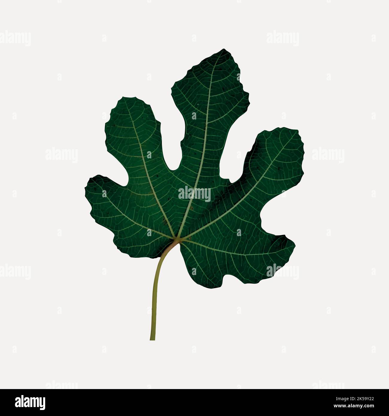Fig leaf clipart Stock Vector Images - Alamy