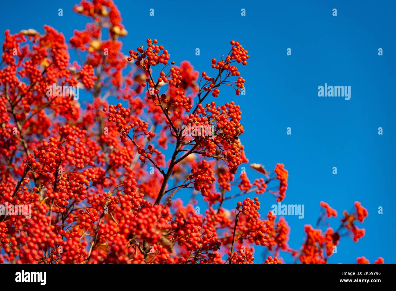 red fall rowanberry branch. red fall rowanberry. fall season with red ...