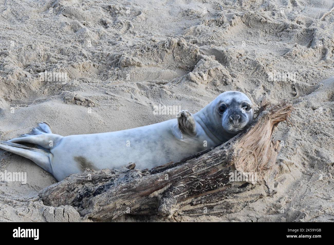 Funny Seal