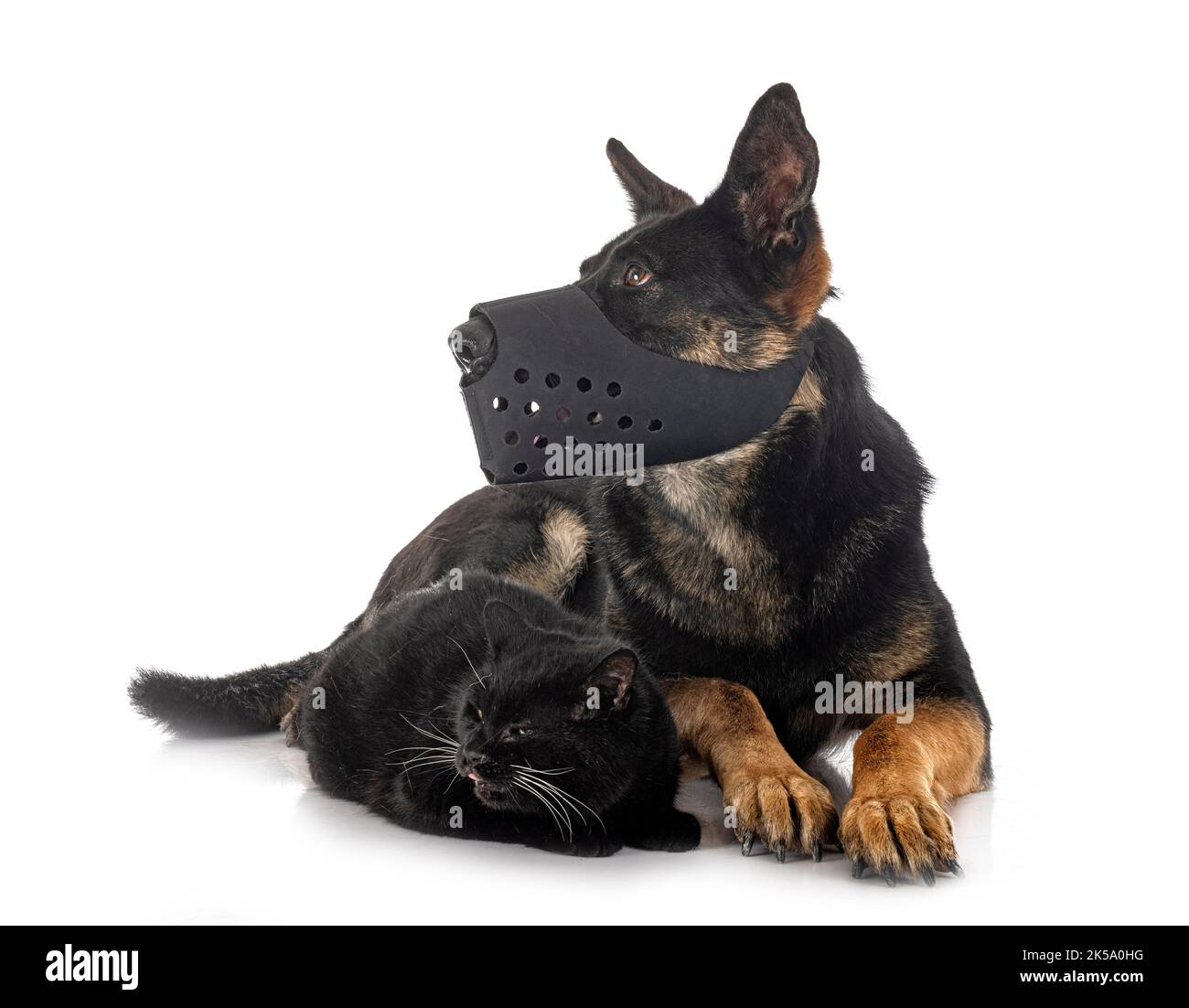 young german shepherd and cat in front of white background Stock Photo ...