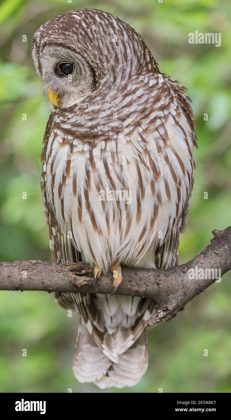 Sharp gaze hi-res stock photography and images - Alamy