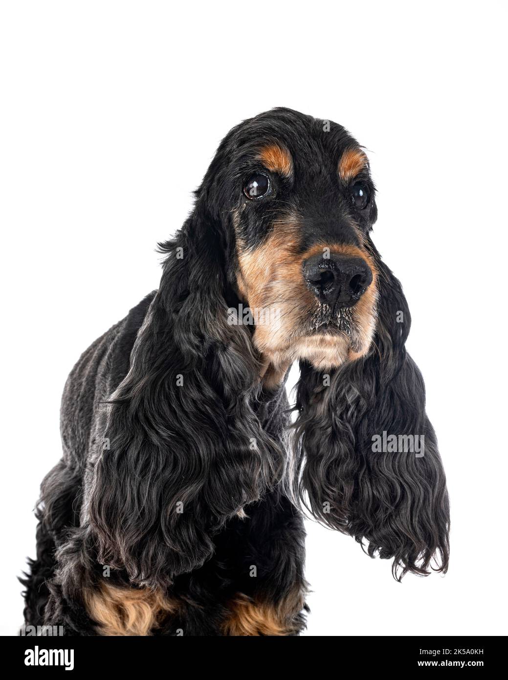 English Cocker Spaniel in front of white background Stock Photo - Alamy
