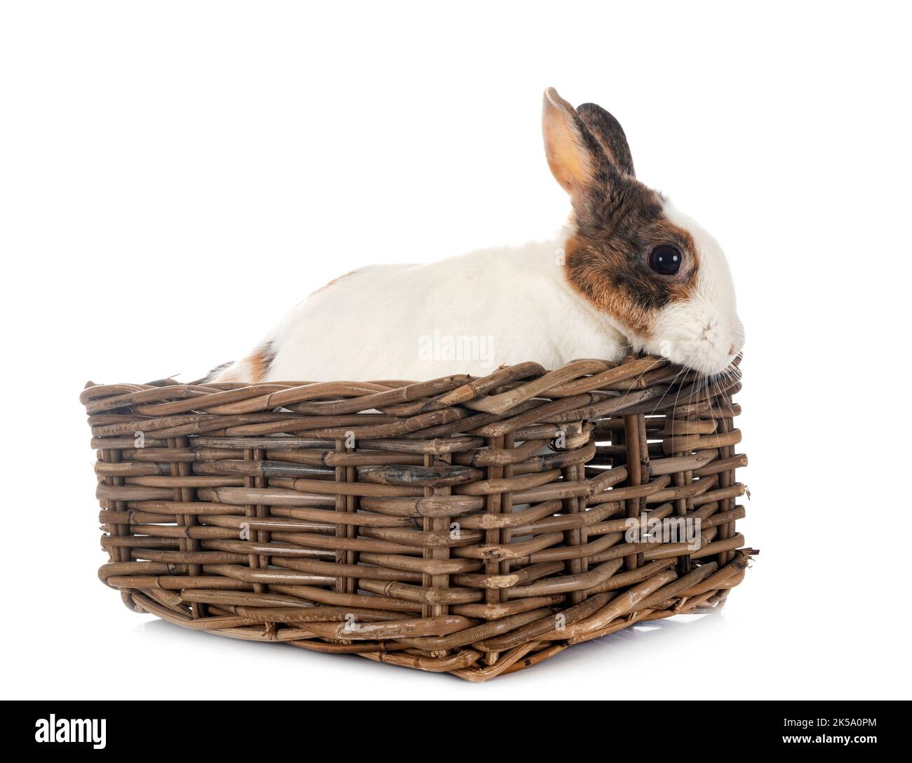 rex rabbit in front of white background Stock Photo - Alamy