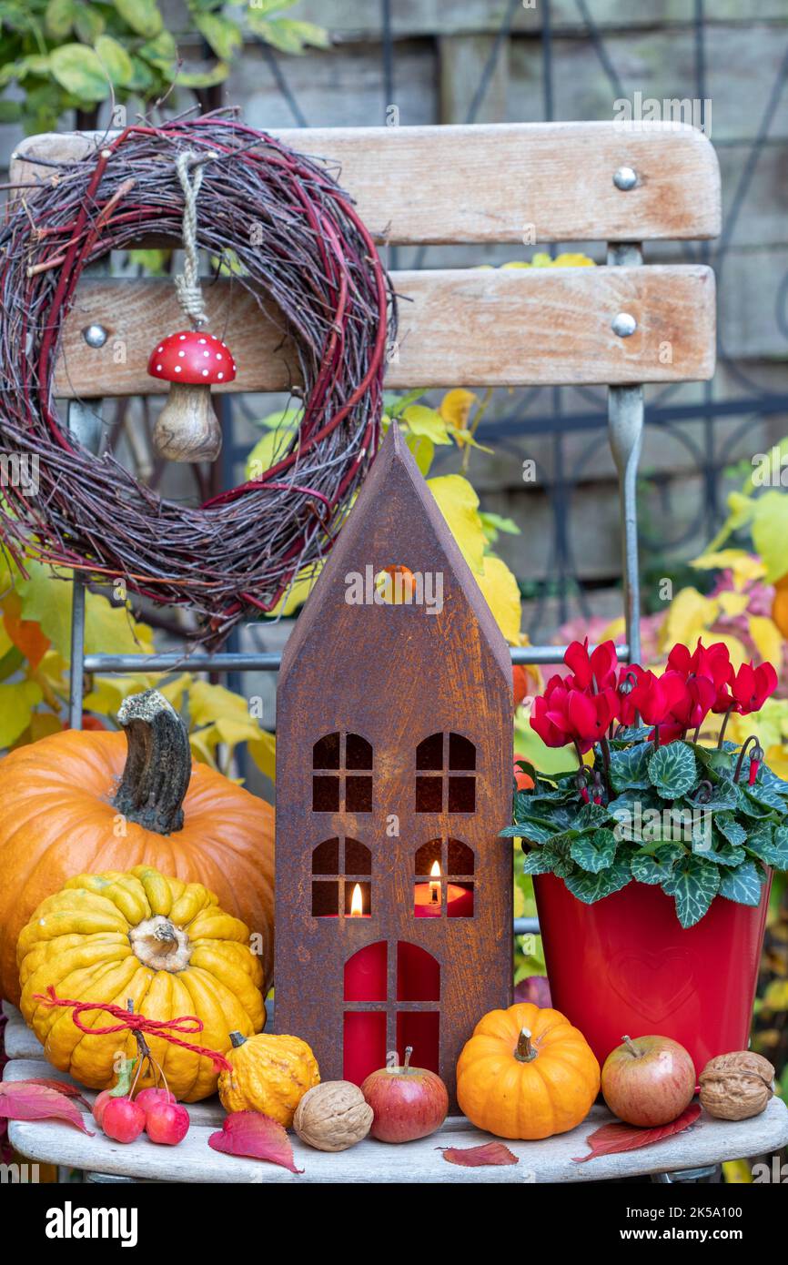 autumn arrangement with rust lantern, red cyclamen and pumpkins Stock ...