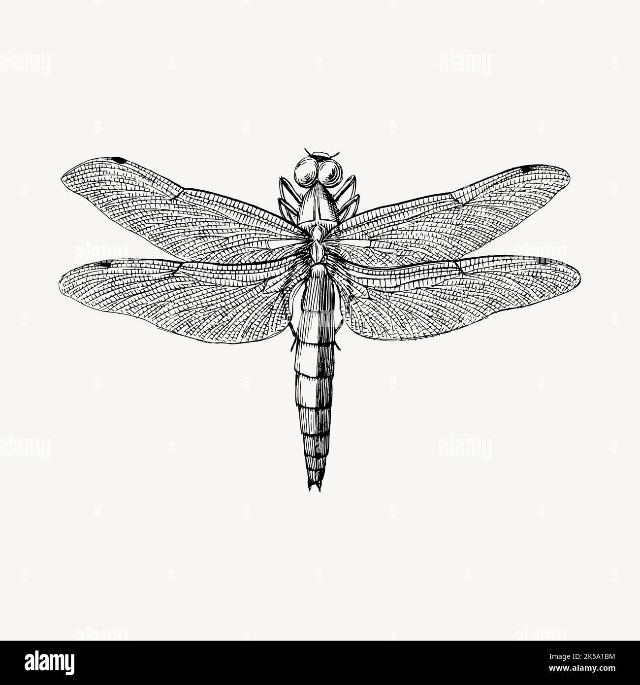 Dragonfly clipart, vintage hand drawn vector Stock Vector Image & Art ...