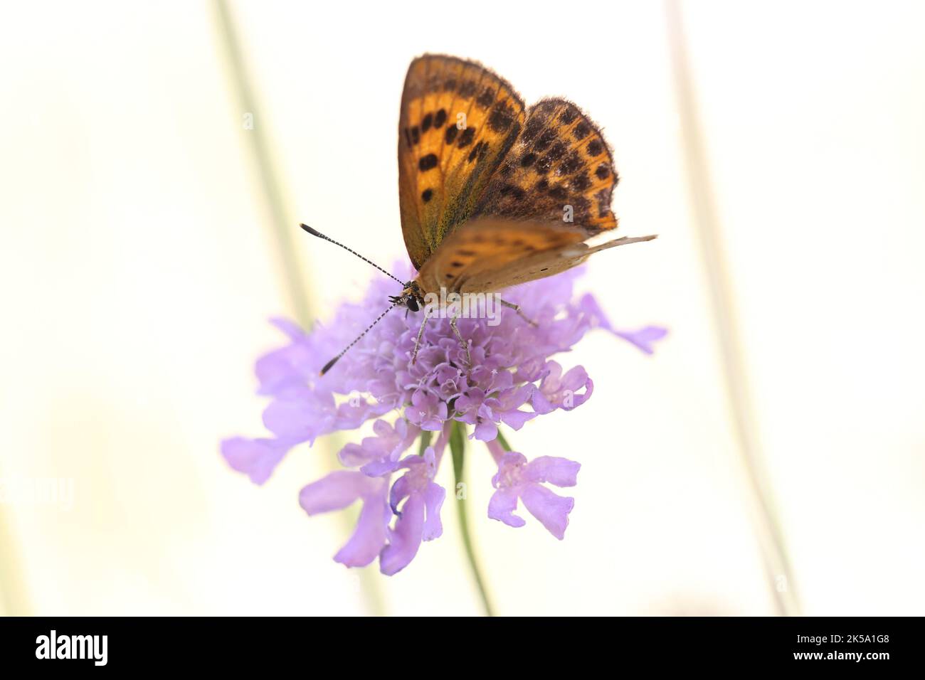 Scarce copper flower hi-res stock photography and images - Alamy