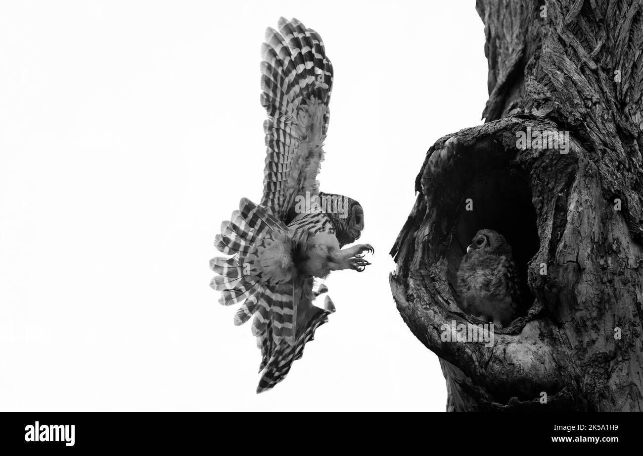 Mama Barred Owl approaching its baby Stock Photo - Alamy