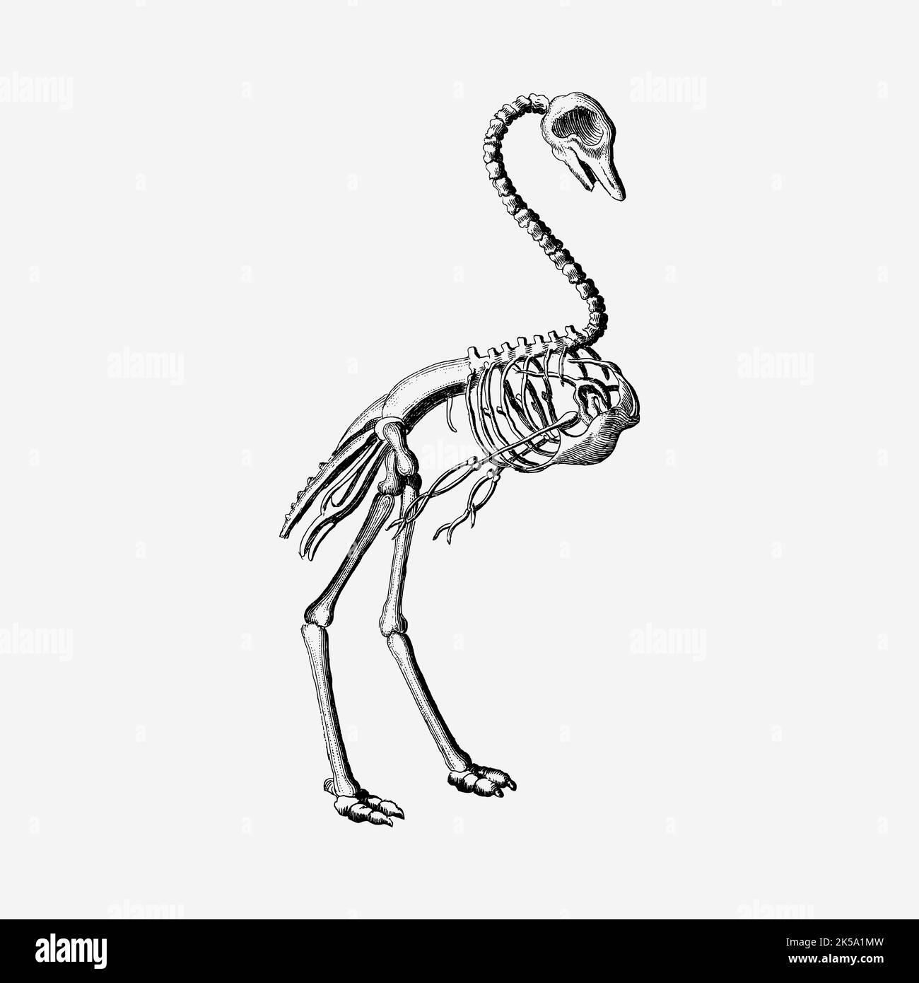 Bird skeleton clipart, vintage hand drawn vector Stock Vector Image ...