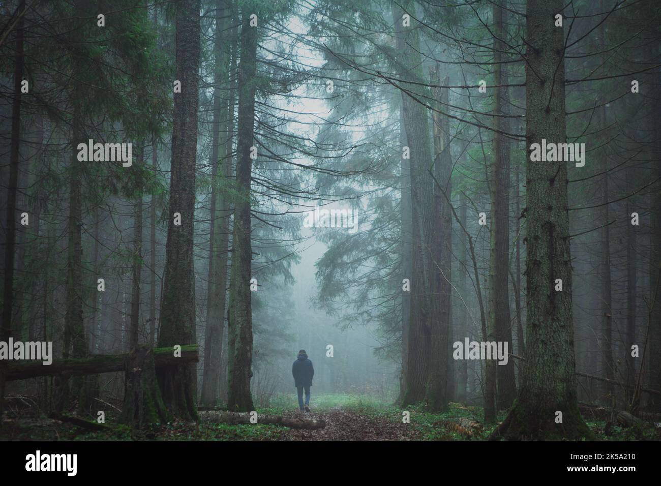 Back of unknown man going far into the green pine forest in the fog ...