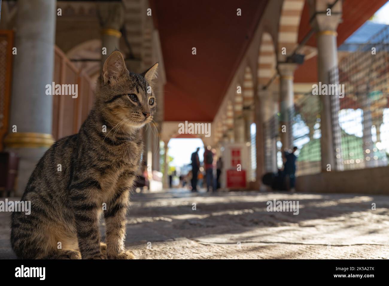 Stray cats of Istanbul background photo. A stray cat sitting in the ...