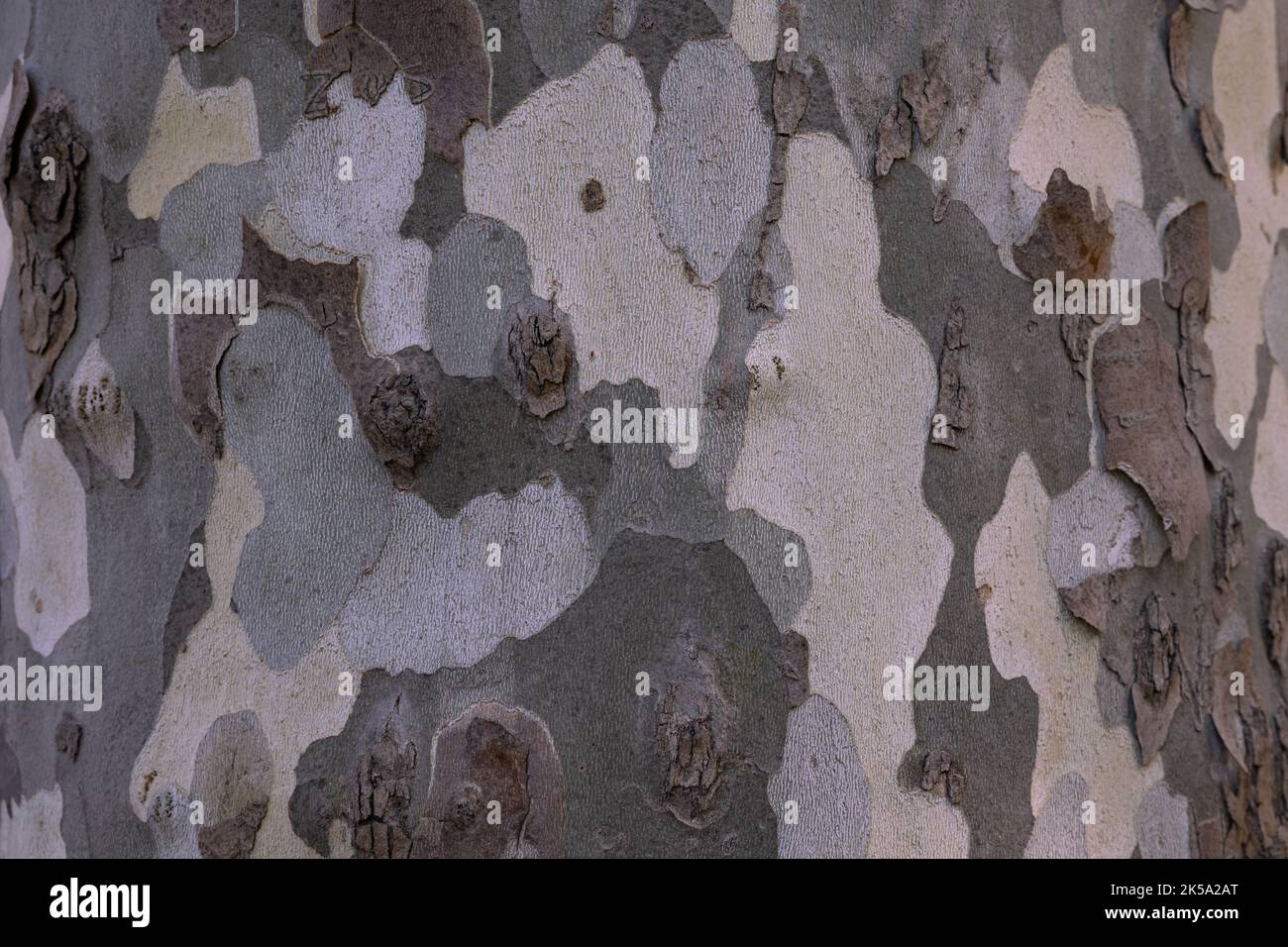 Plane tree bark texture. Bark abstract background. Full frame tree ...