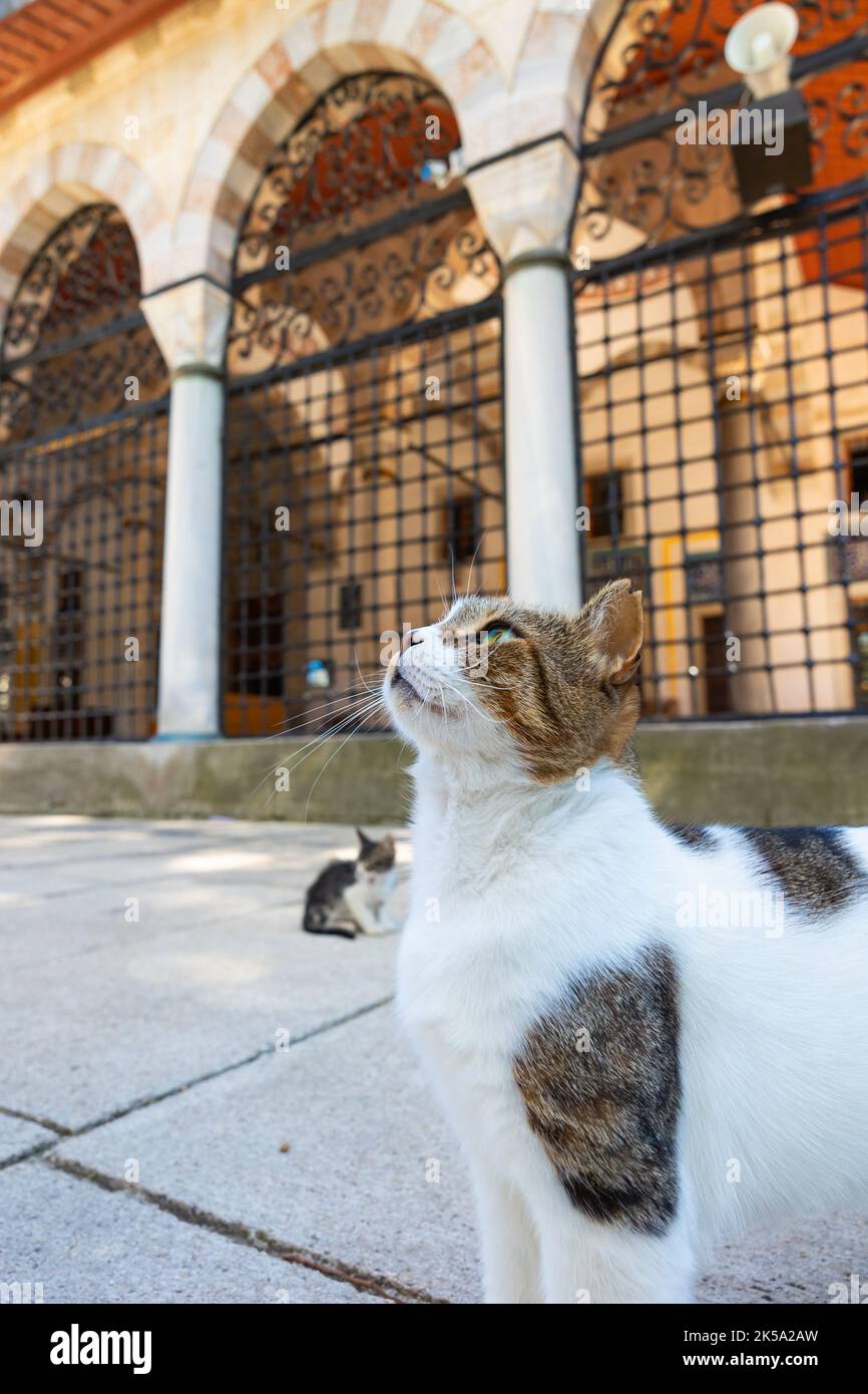 Stray cat in the garden of a mosque in Istanbul. Turkish culture ...