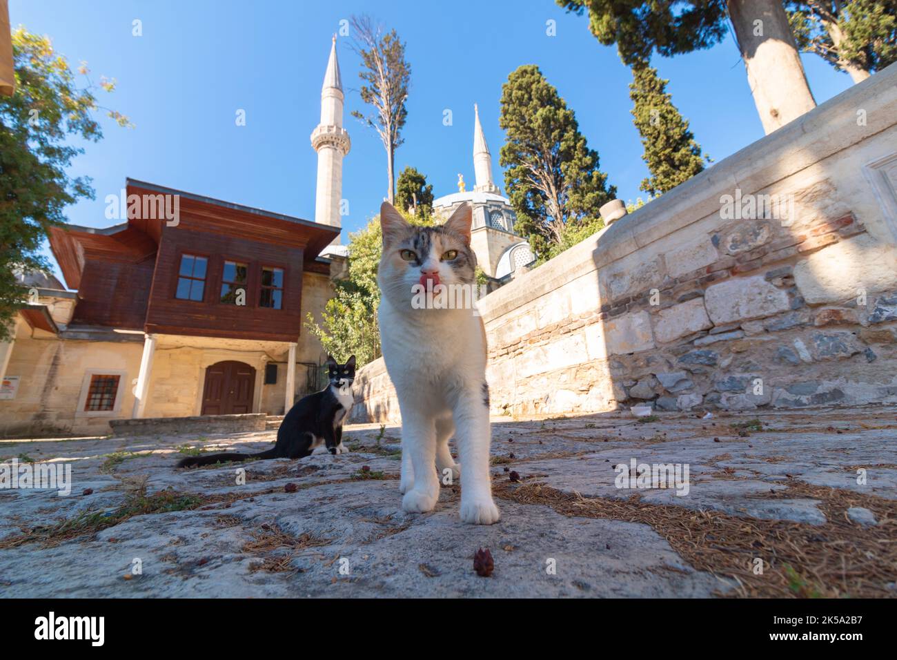 Stray cats of Istanbul background photo. Stray cats in the garden of a ...