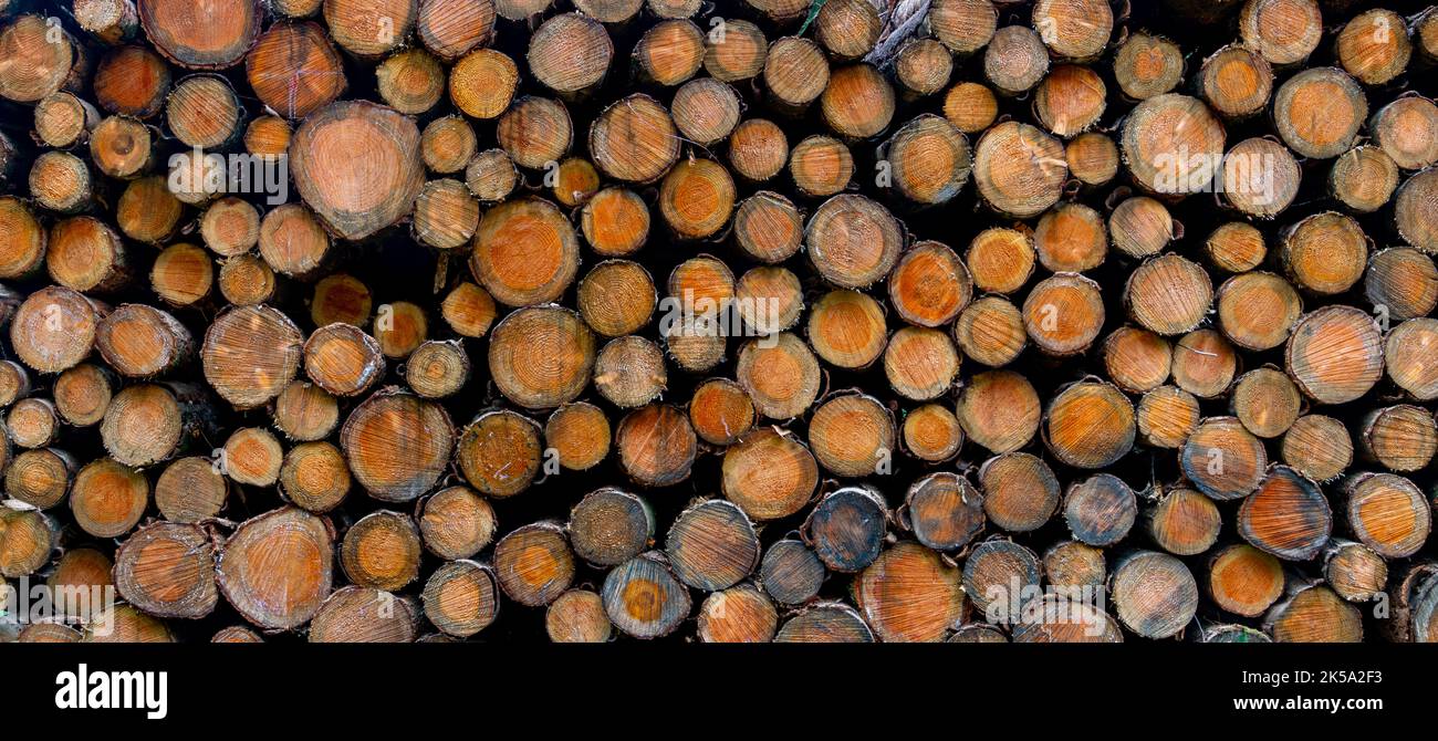 Panoramic view of cross section of a log pile for wooden background ...