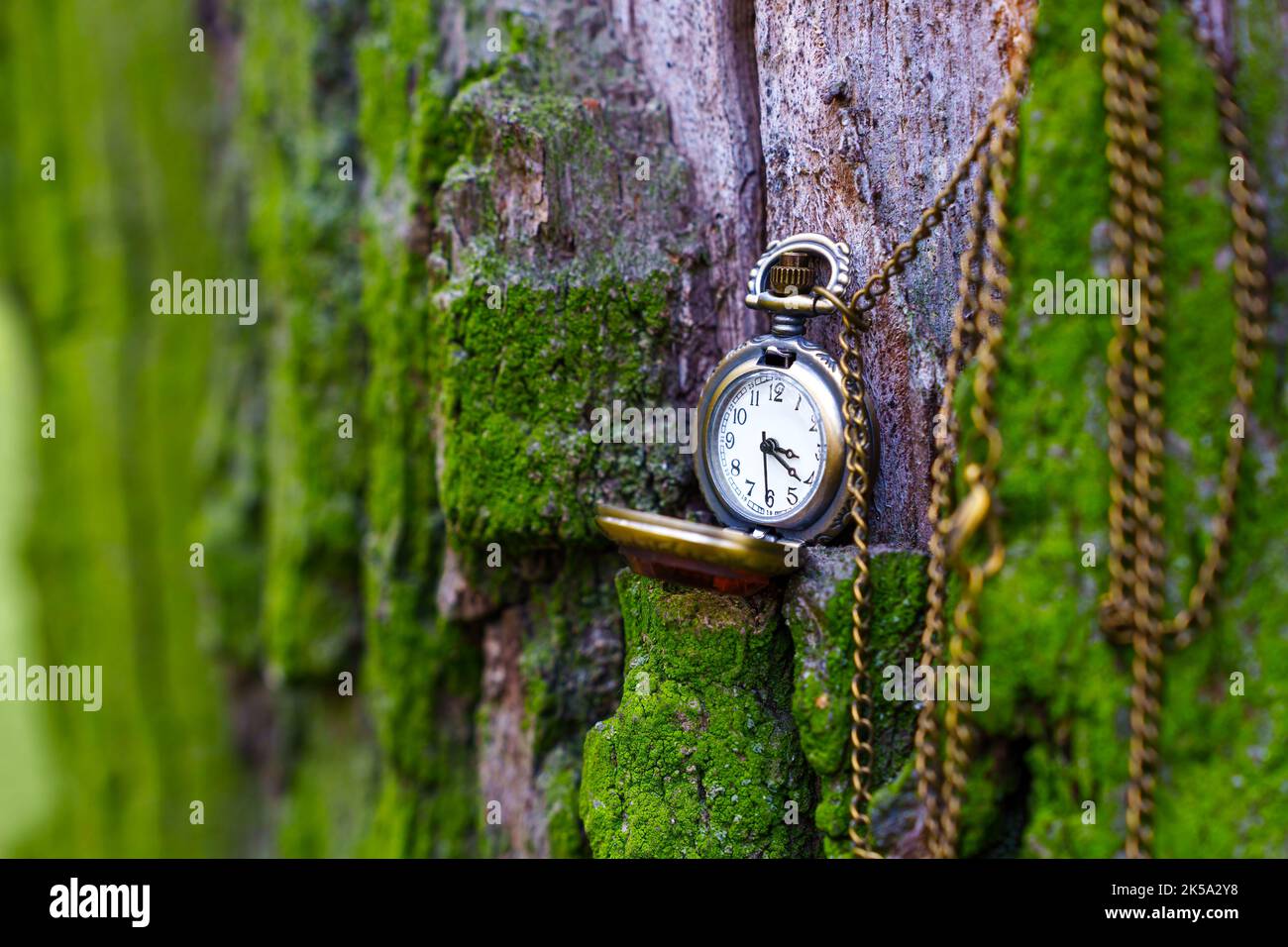 Open old fashioned bronze pocket watch on a moss covered tree bark ...