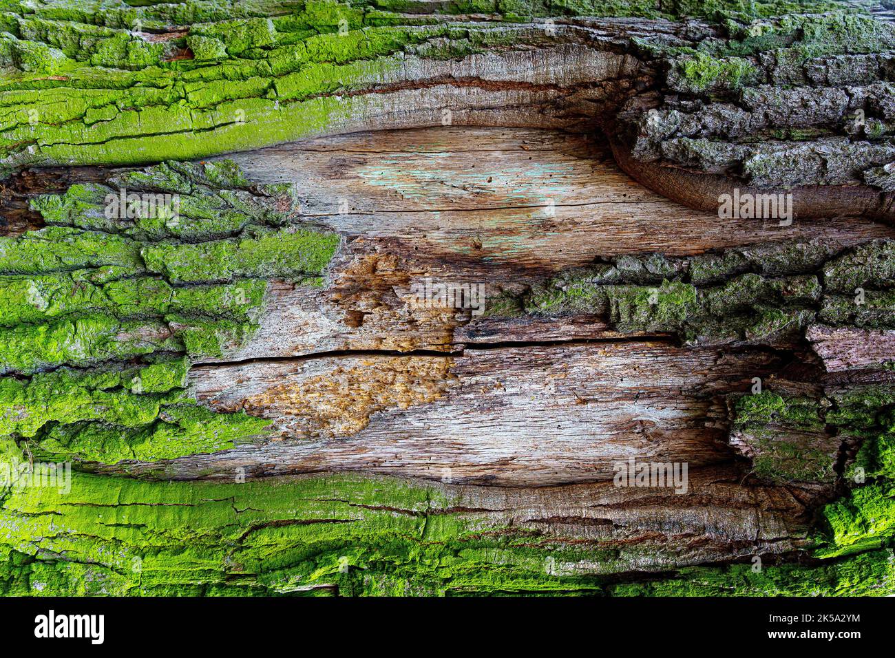 Organic background made from an old moss covered tree having inner bark ...