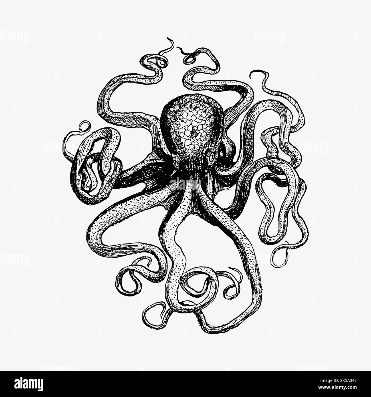 Octopus clipart, vintage hand drawn vector Stock Vector Image & Art - Alamy