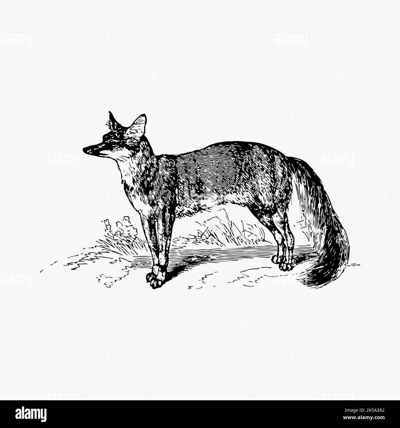 Fox clipart, vintage hand drawn vector Stock Vector Image & Art - Alamy