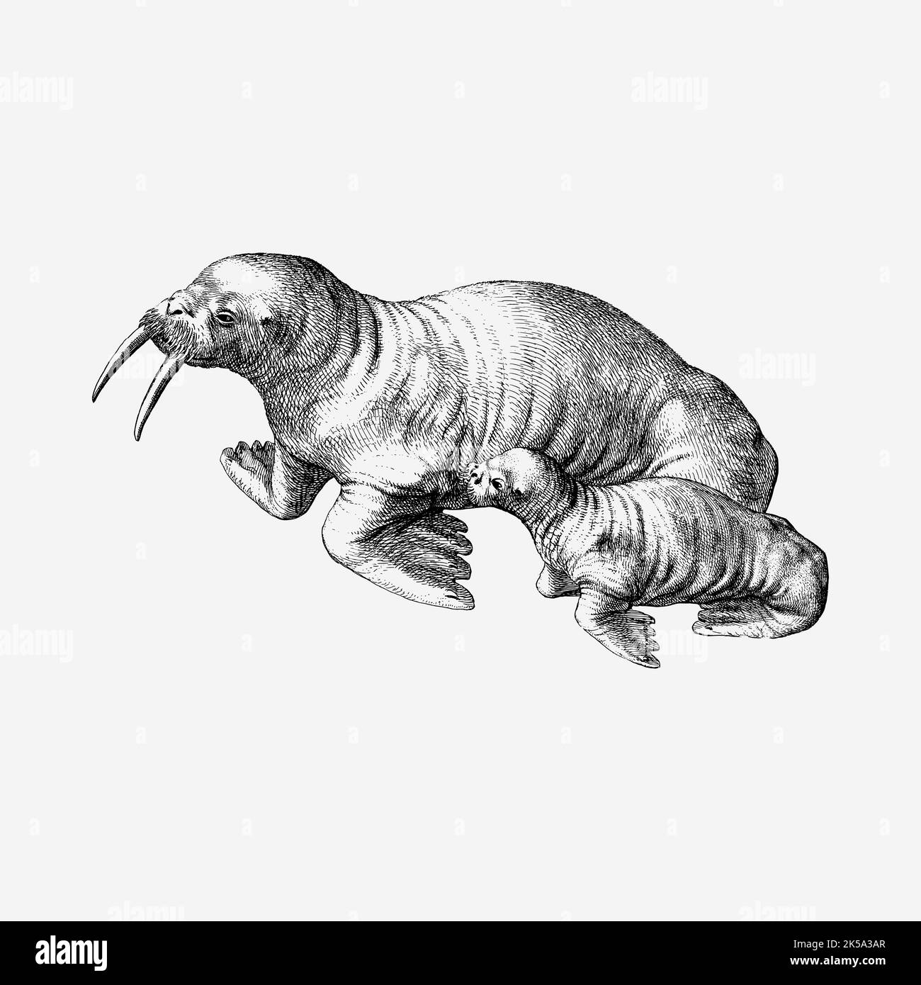 Walrus Clipart Outline