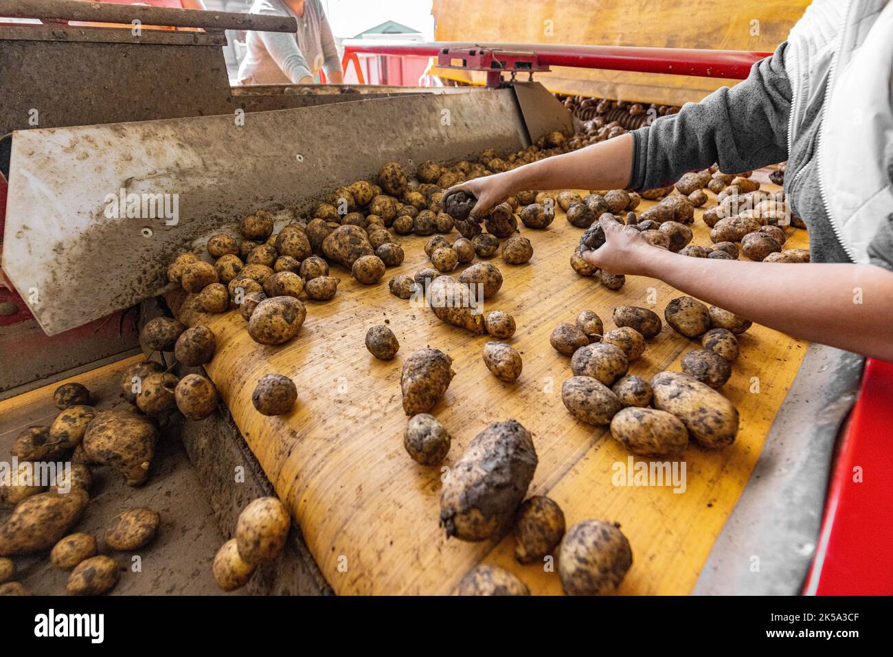 Sorting of earthy potatoes Stock Photo - Alamy Sorting of earthy potatoes Stock Photo - Alamy