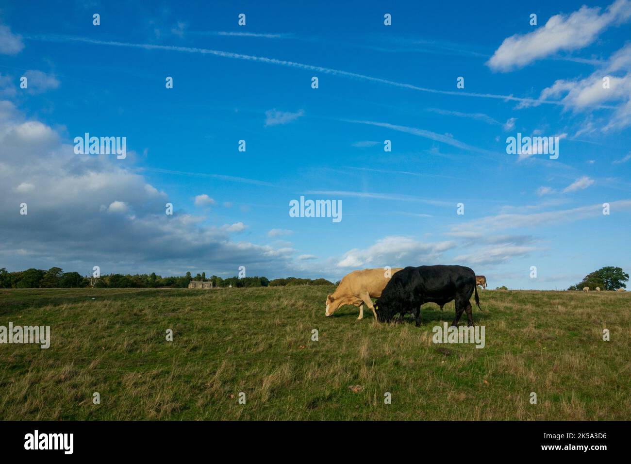 Norfolk Coutryside cattle Stock Photo - Alamy